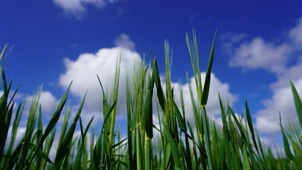 The Barley Agronomy Guide: Tool and tips for every stage - BASF ...
