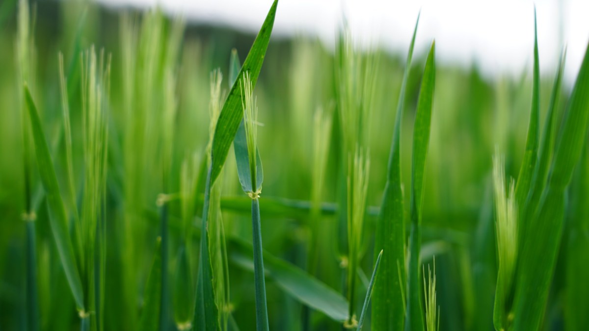 The Barley Agronomy Guide: Tool and tips for every stage - BASF ...