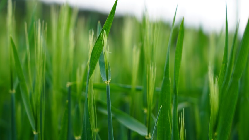The Barley Agronomy Guide: Tool and tips for every stage - BASF ...