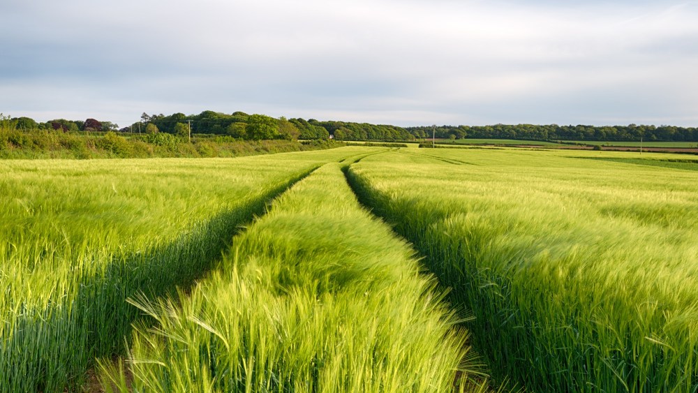 The Barley Agronomy Guide: Tool and tips for every stage - BASF ...