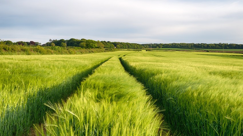 The Barley Agronomy Guide: Tool and tips for every stage - BASF ...