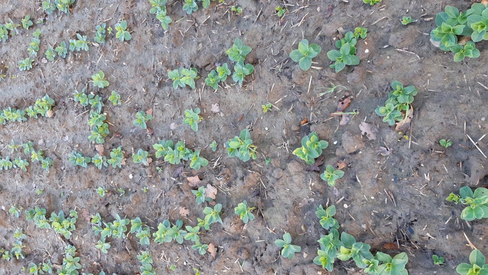 Nirvana® and Stomp® Aqua for weed control in Winter Beans