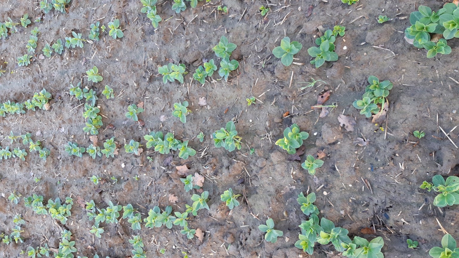 Nirvana® and Stomp® Aqua for weed control in Winter Beans