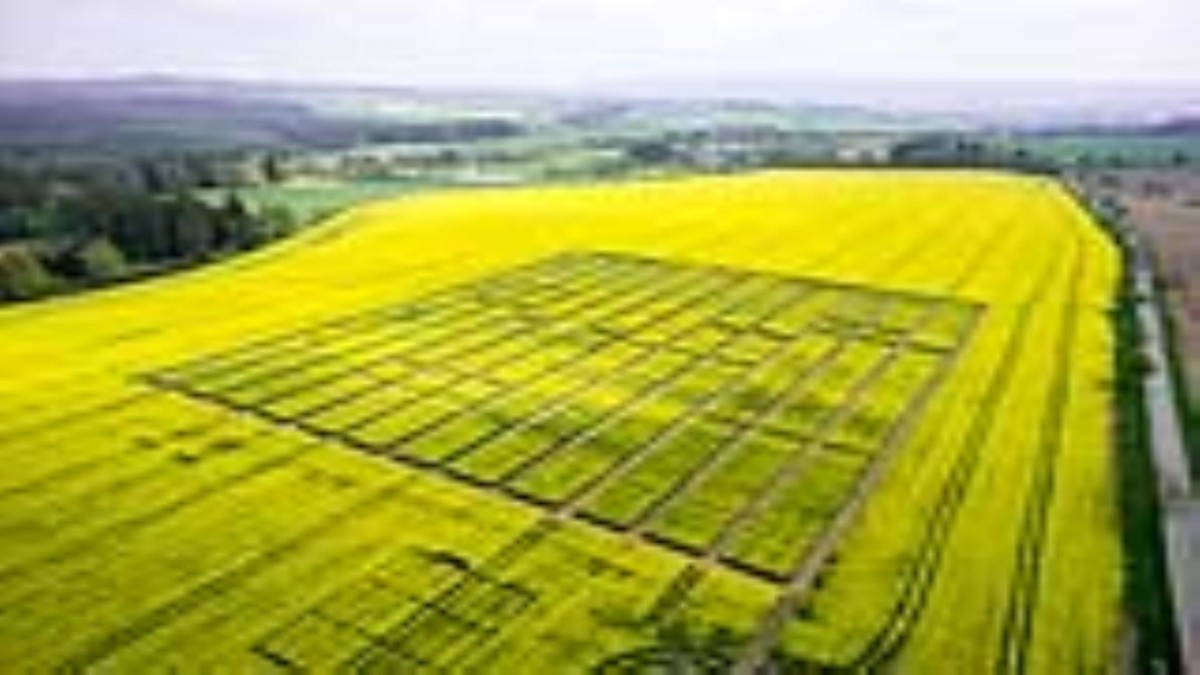 Clearfield Winter Oilseed Rape - BASF Agricultural Solutions UK