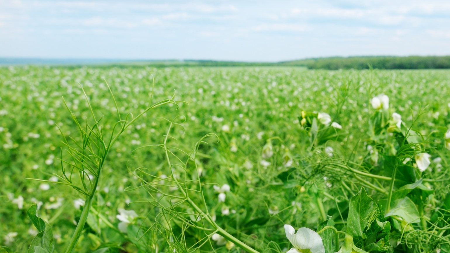 Field Peas - BASF Agricultural Solutions UK