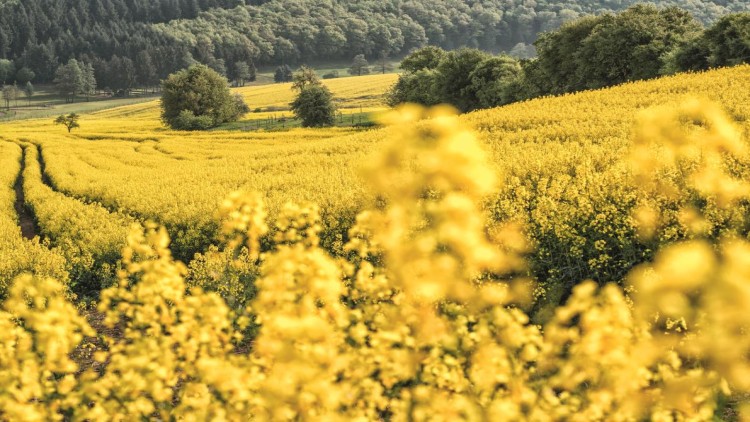 Winter Oilseed Rape: Seed
