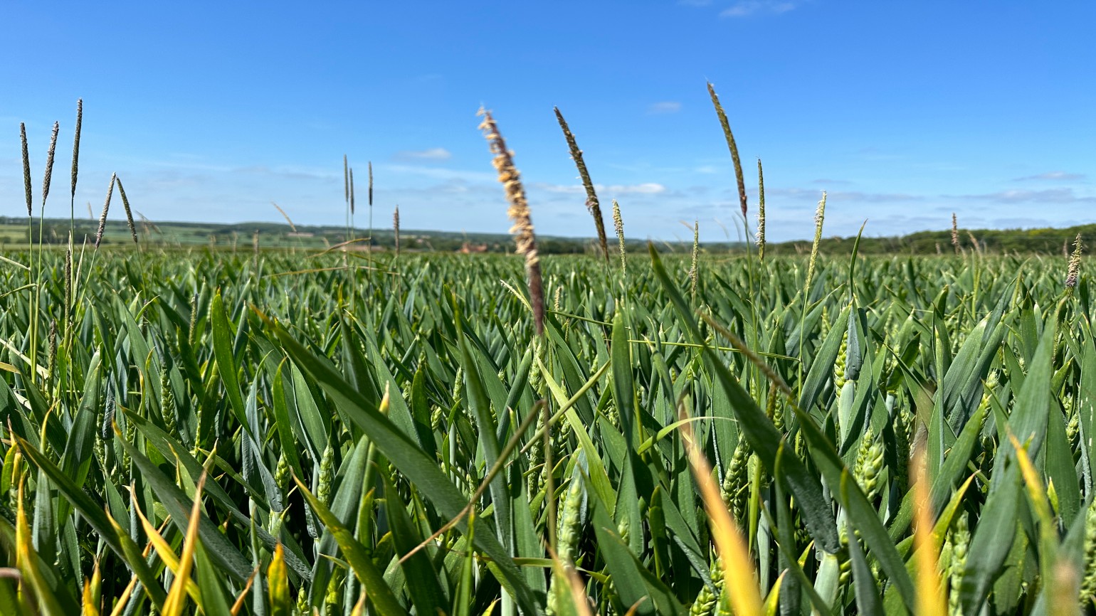 LUXIMO® ON FARM: Daniel King2024/2025