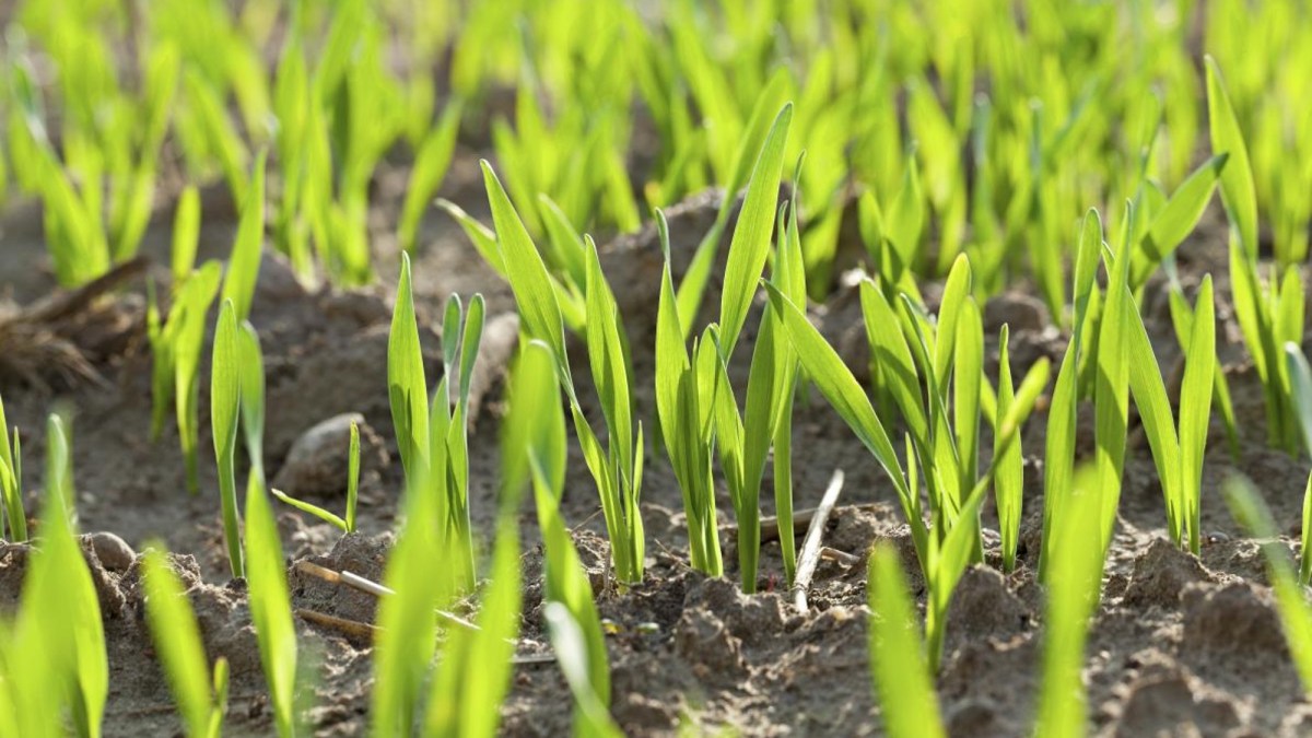 LUXIMO® ON FARM: Freya Morgan