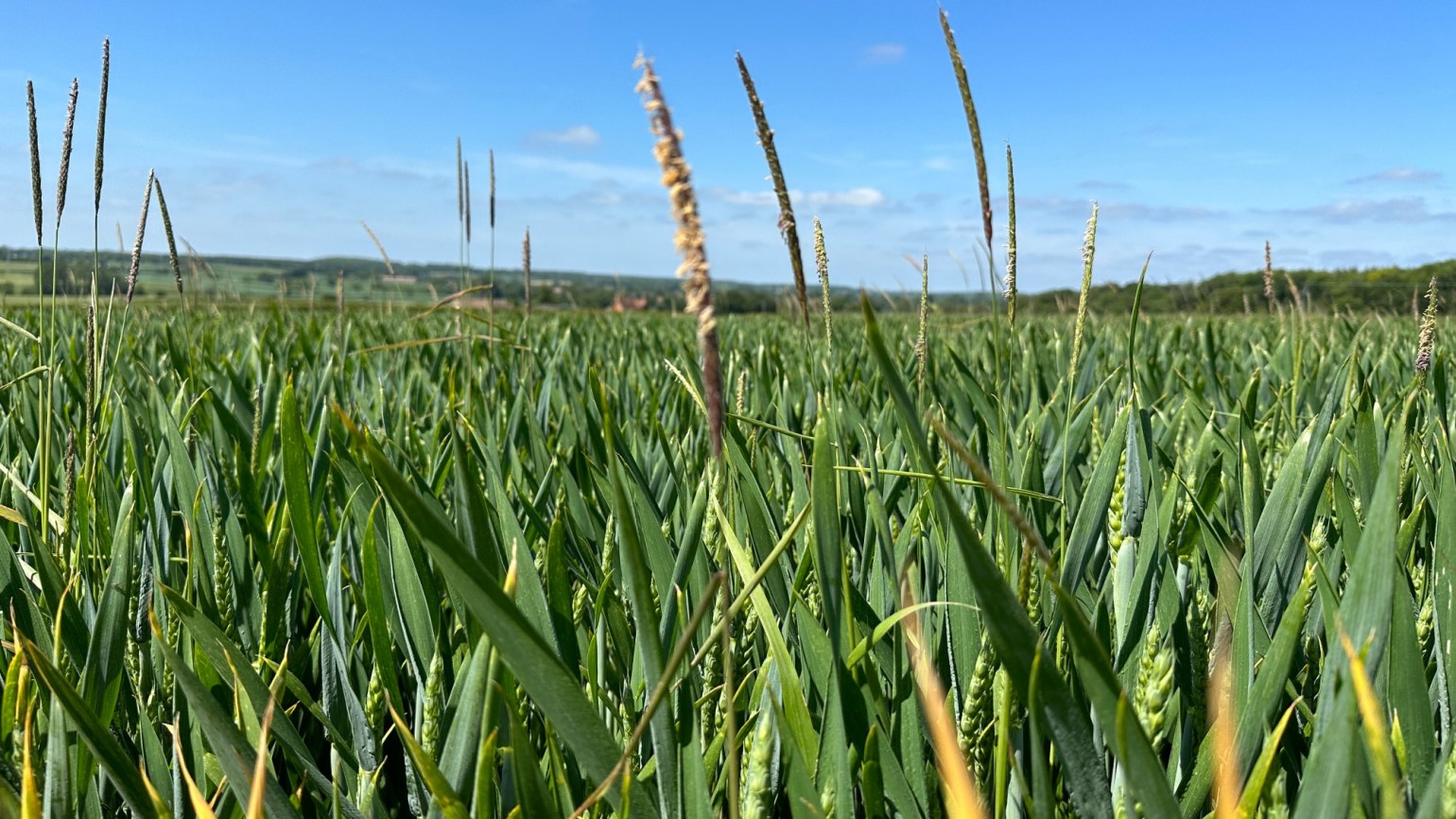 LUXIMO® ON FARM: Freya Morgan