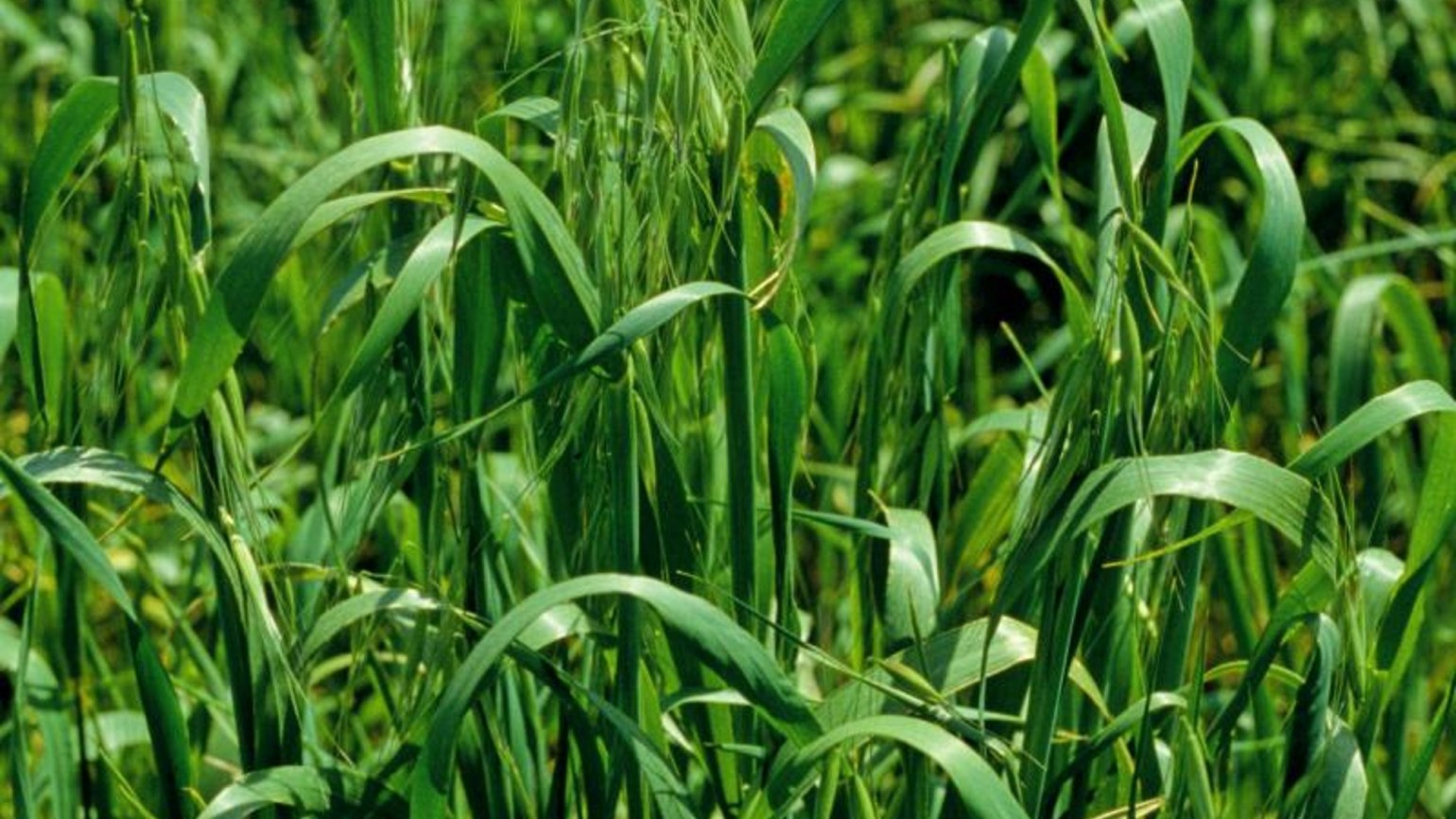 LUXIMO® ON FARM: Freya Morgan2023/2024