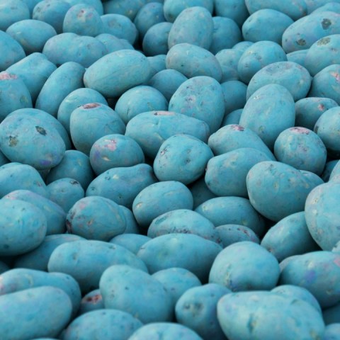 Fungal disease - BASF Agricultural Solutions UK