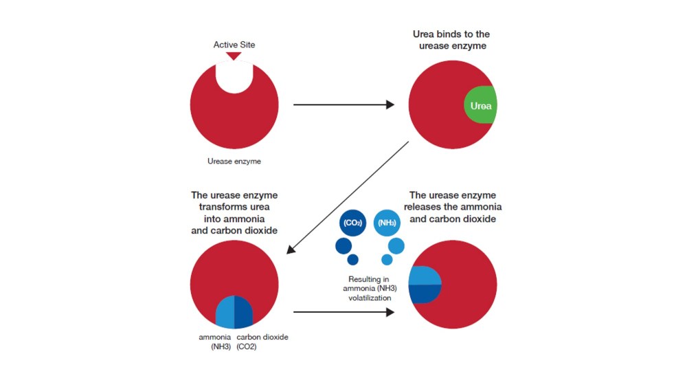 Protect urea-based fertilisers