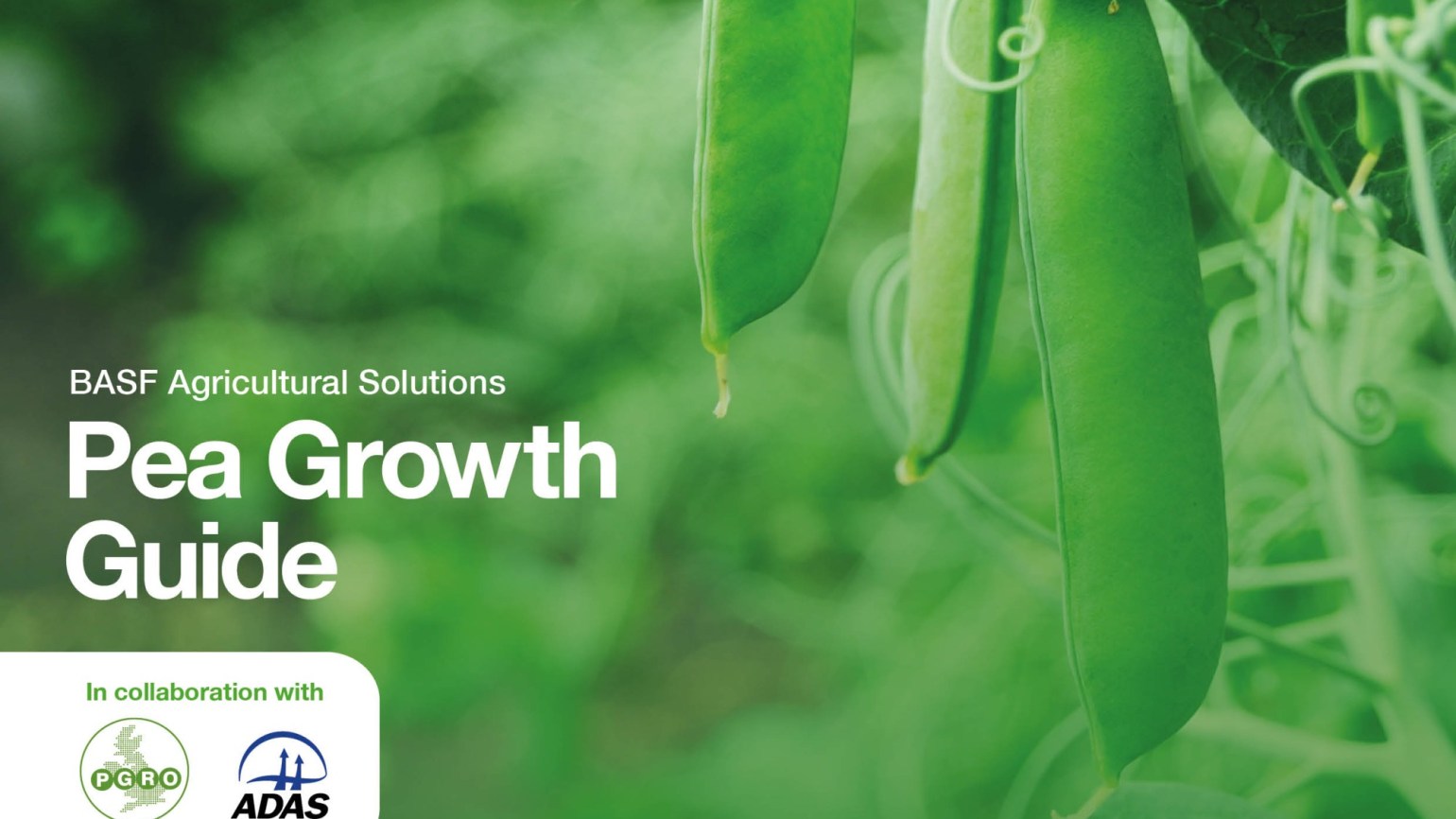 Perfect pea performance with new growth guide - BASF Agricultural Solutions UK