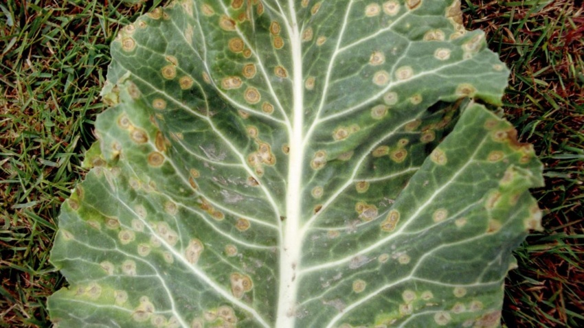 Alternaria - BASF Agricultural Solutions UK