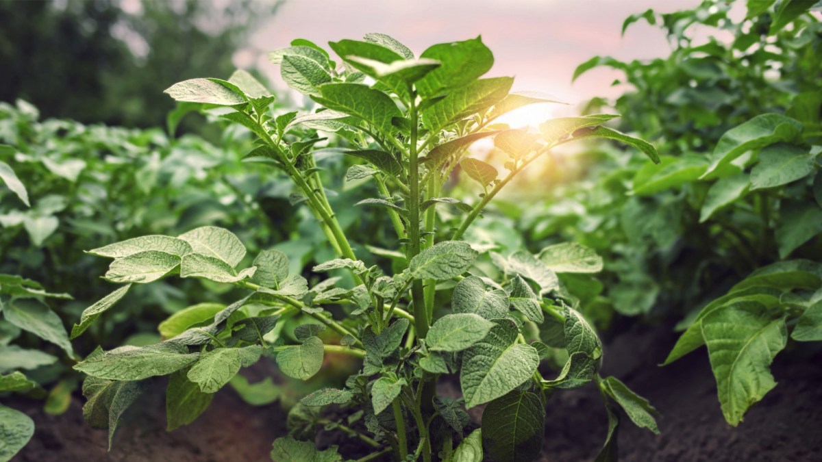 Potatoes - BASF Agricultural Solutions UK