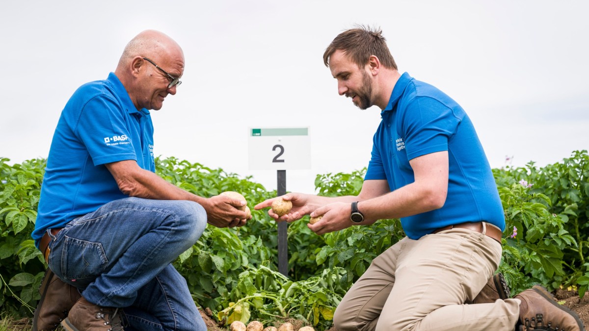 Potatoes in Practice - Report from Paul Goddard - BASF Agricultural ...