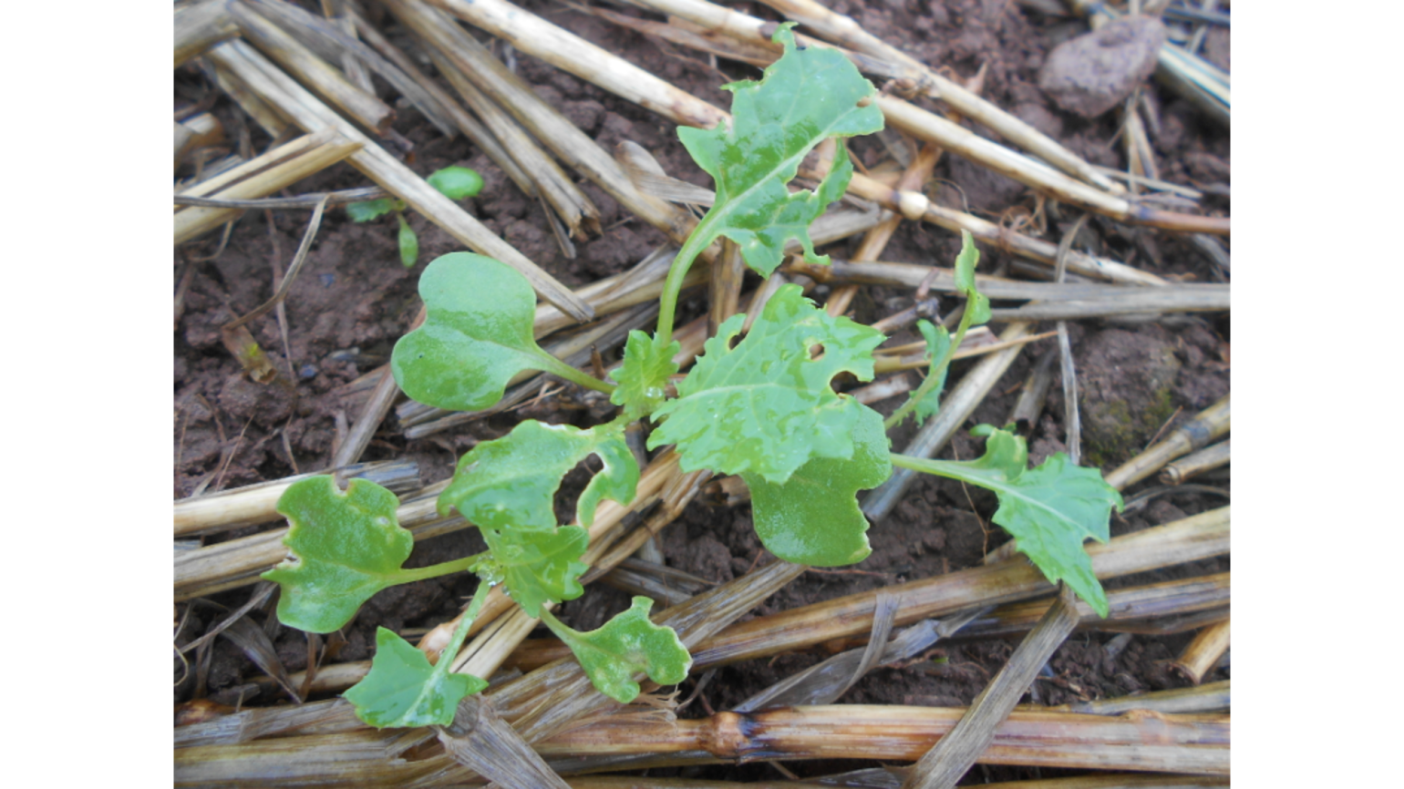 End of season round up – Pests - BASF Agricultural Solutions UK