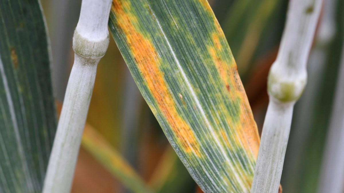 Septoria, the number one foliar disease of wheat in the UK - BASF ...
