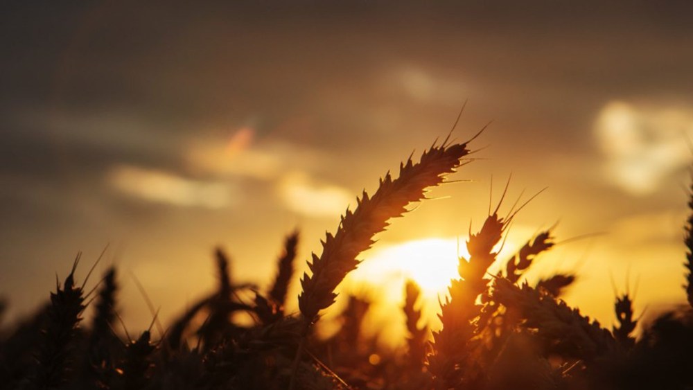 Imtrex - BASF Agricultural Solutions UK