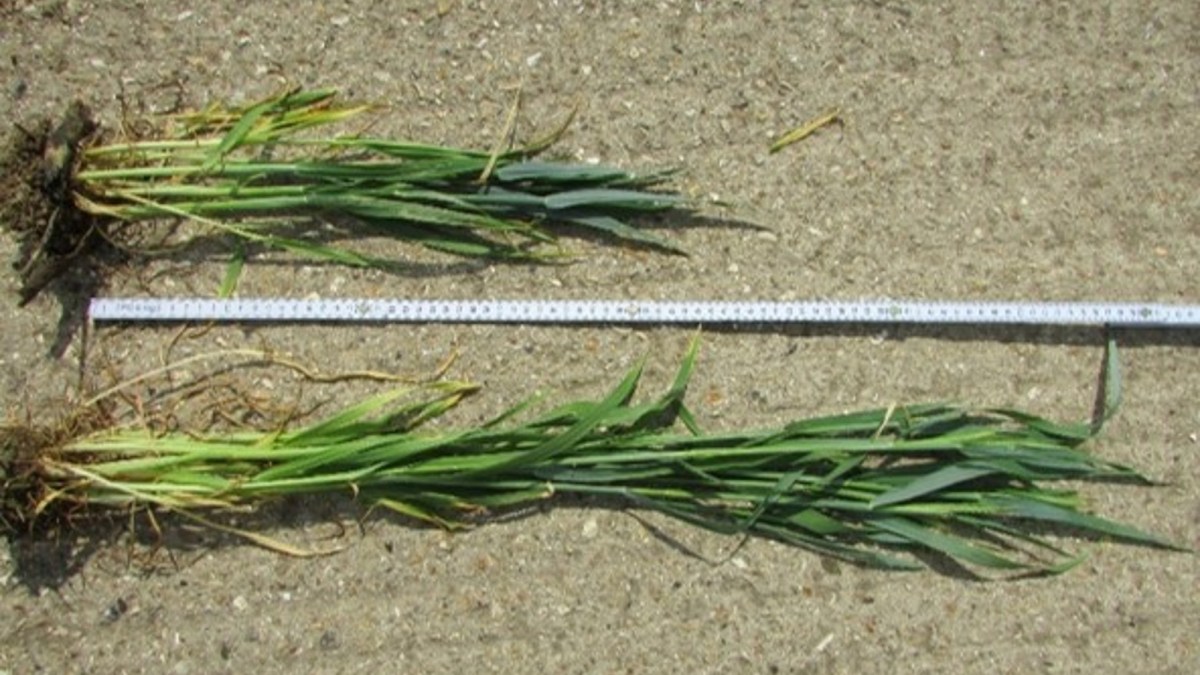 Medax Max - BASF Agricultural Solutions UK