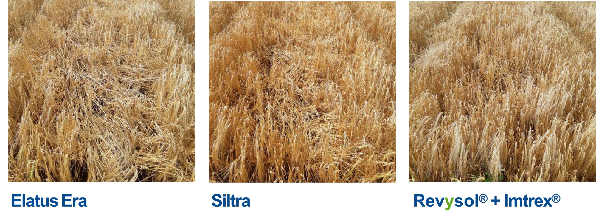 Revystar® XE in barley