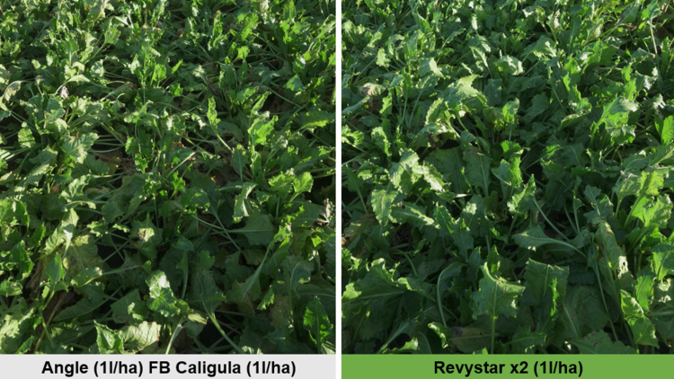 Sugarbeet