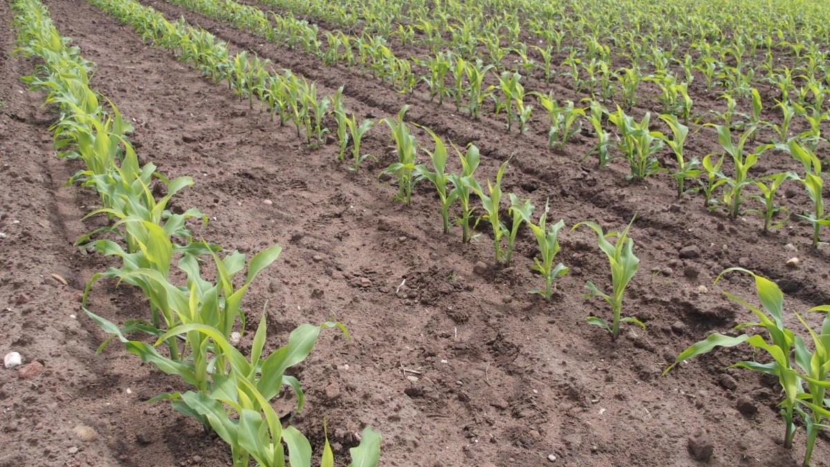 Pre-em weed control in maize