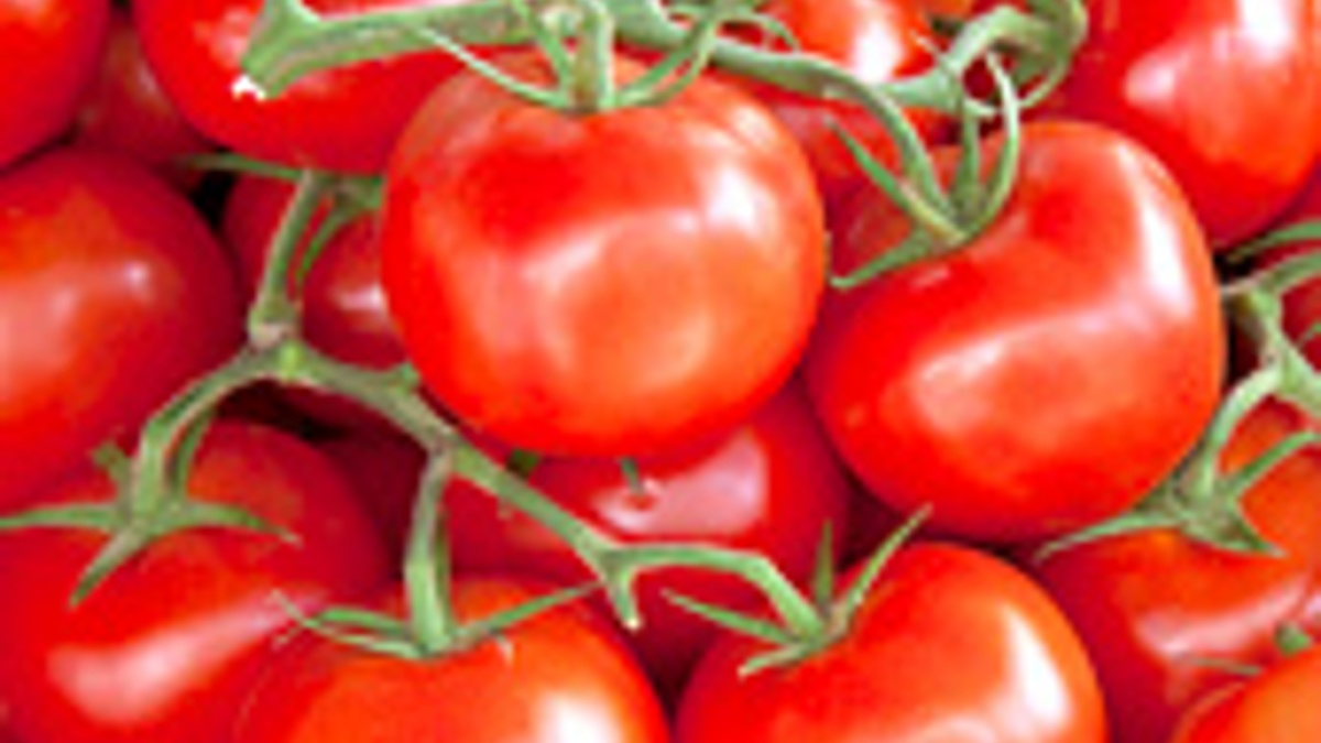 Tomato - BASF Agricultural Solutions UK
