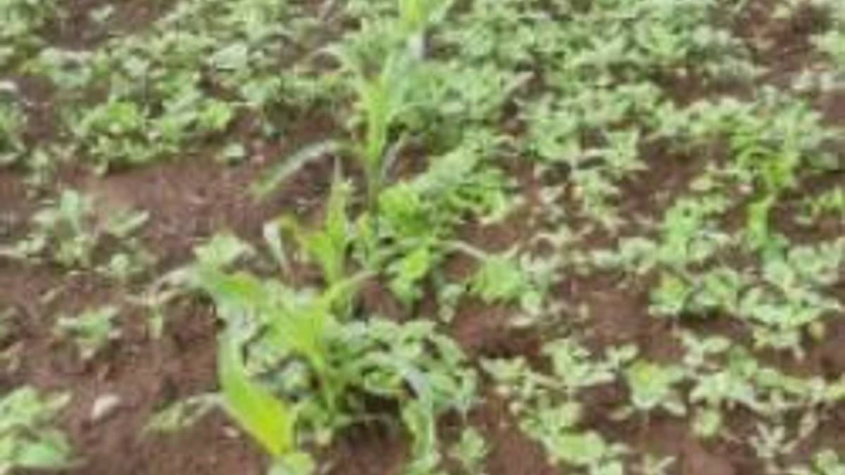 Pre-em weed control in maize