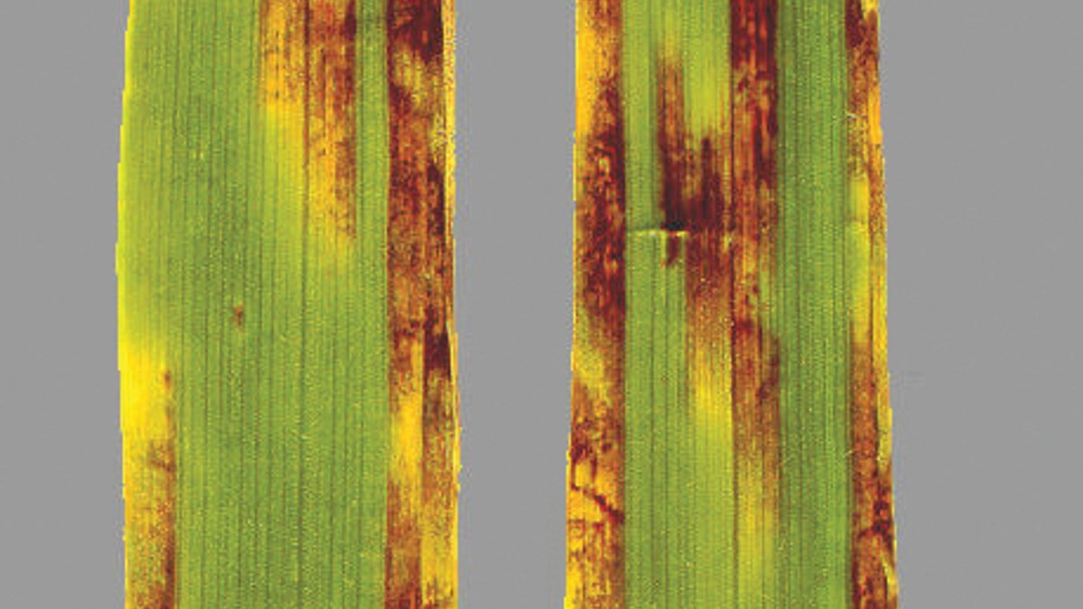 Net Blotch - BASF Agricultural Solutions UK