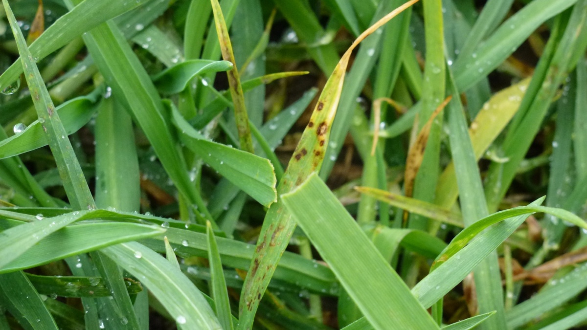 Revystar® XE in barley