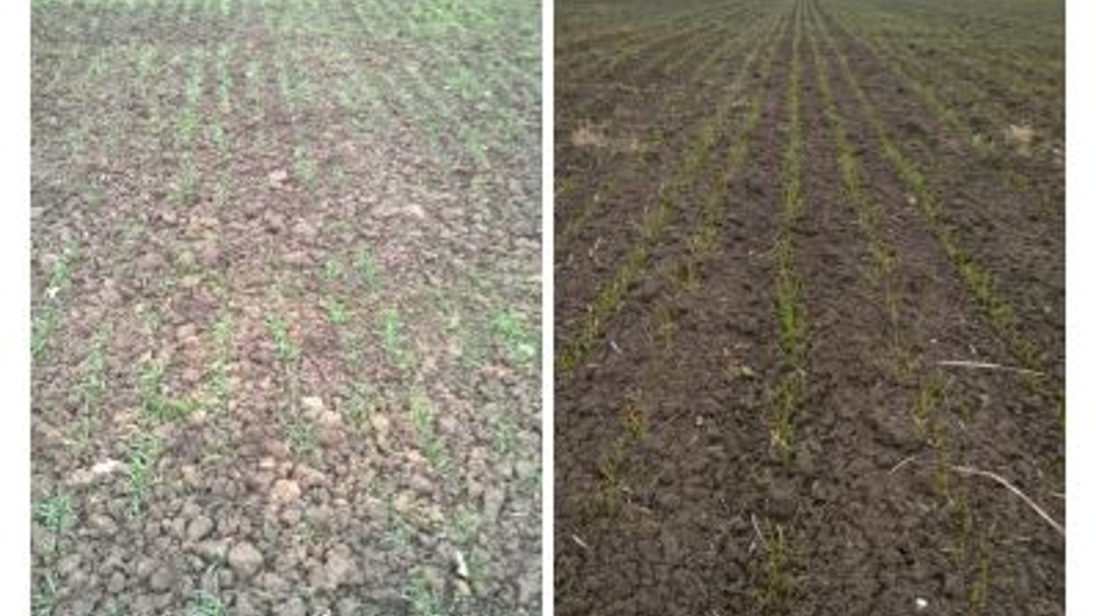 How to… Create the best stale seed bed for black-grass control