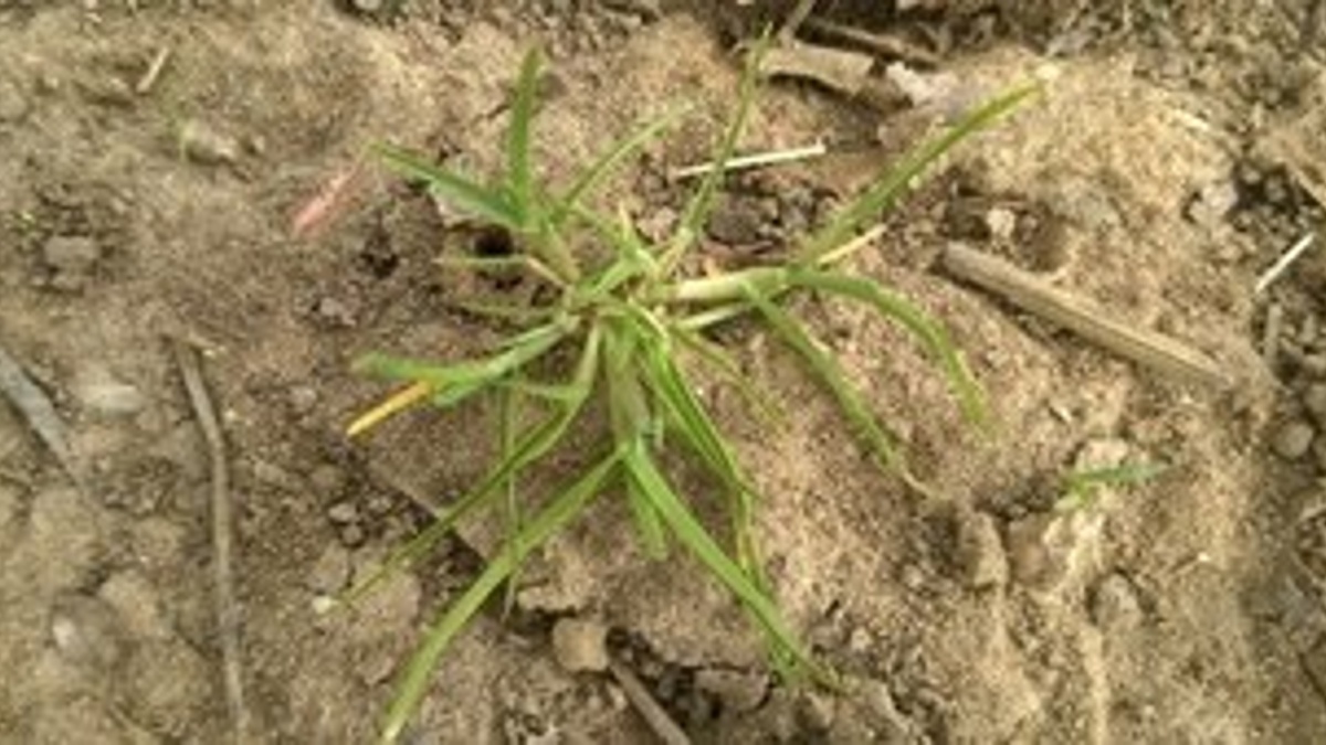 Annual Meadow Grass - BASF Agricultural Solutions UK