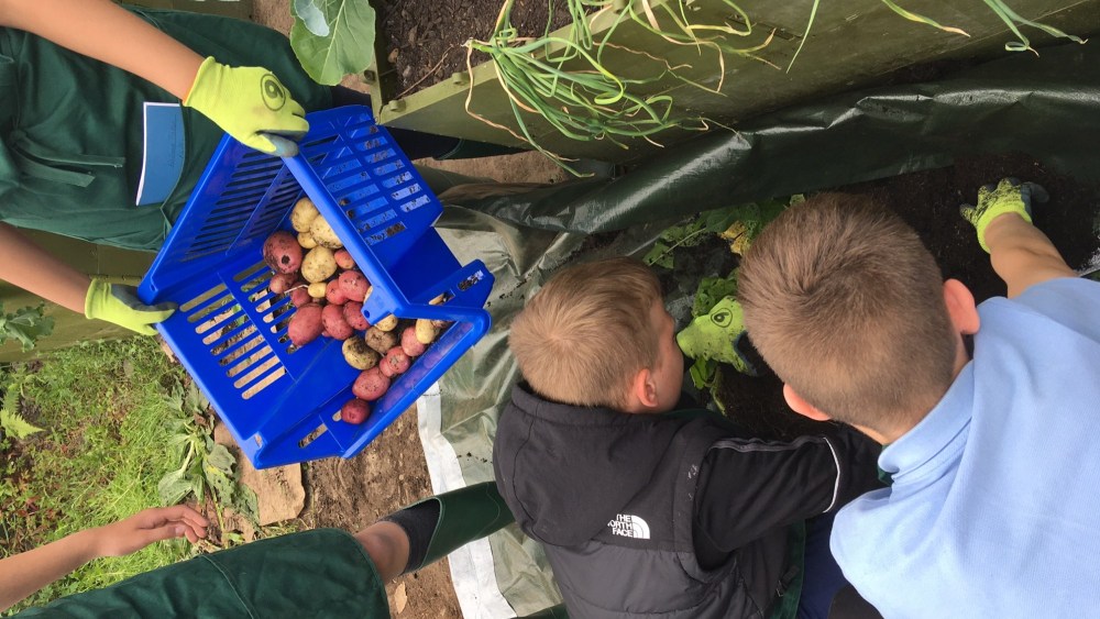 Grow Your Own Potatoes initiative supplies 8,000 growing kits to ...