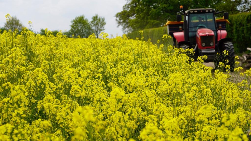 Total Oilseed Care - Oilseed Rape BASF/ ADAS OSR Sclerotinia Monitoring ...