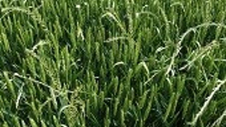 Spring Rye - BASF Agricultural Solutions UK
