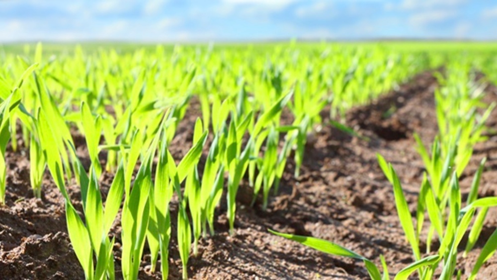 Spring Wheat - BASF Agricultural Solutions UK