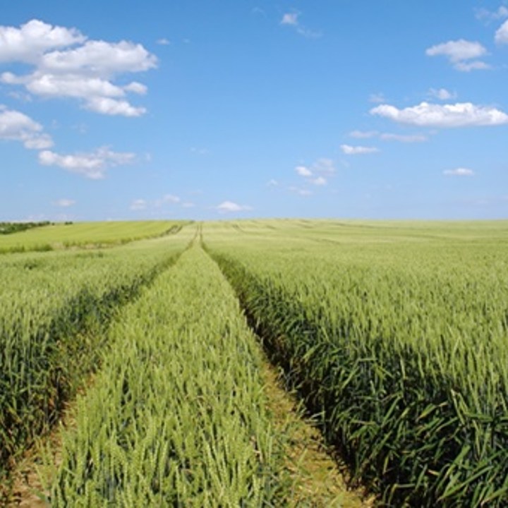 Volunteer Wheat - BASF Agricultural Solutions UK
