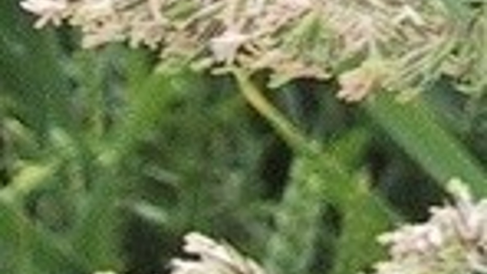 Cocksfoot - BASF Agricultural Solutions UK