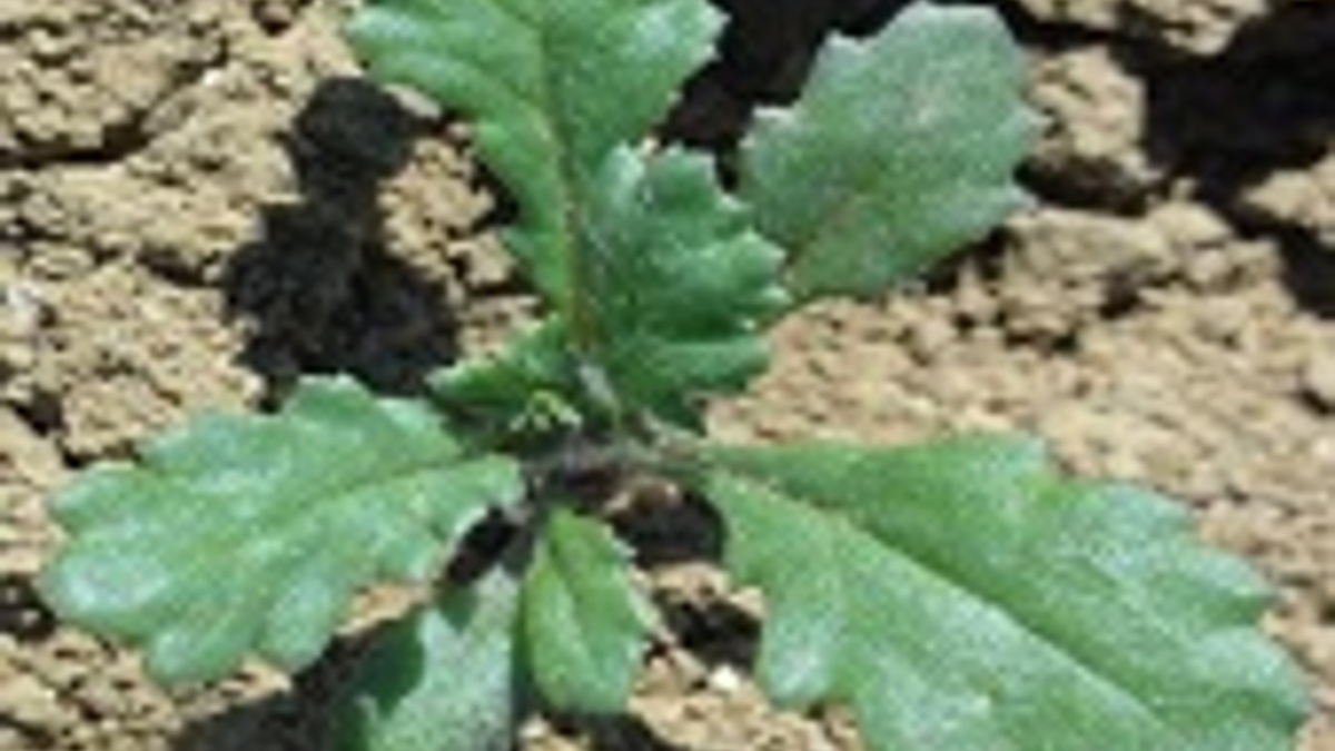 Common Groundsel - BASF Agricultural Solutions UK