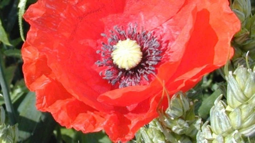 Common Poppy - BASF Agricultural Solutions UK