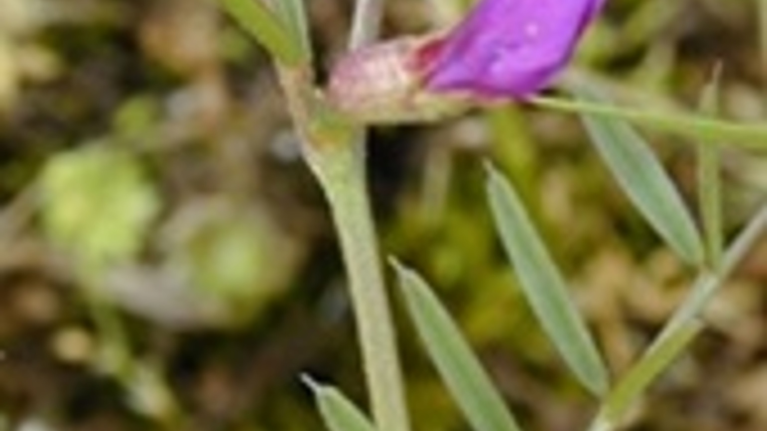 Common Vetch - BASF Agricultural Solutions UK