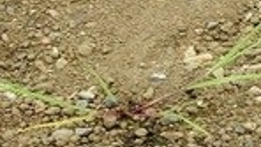 Creeping Bent - BASF Agricultural Solutions UK