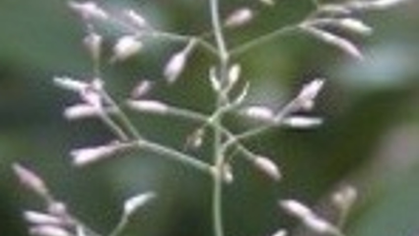 Creeping Bent - BASF Agricultural Solutions UK