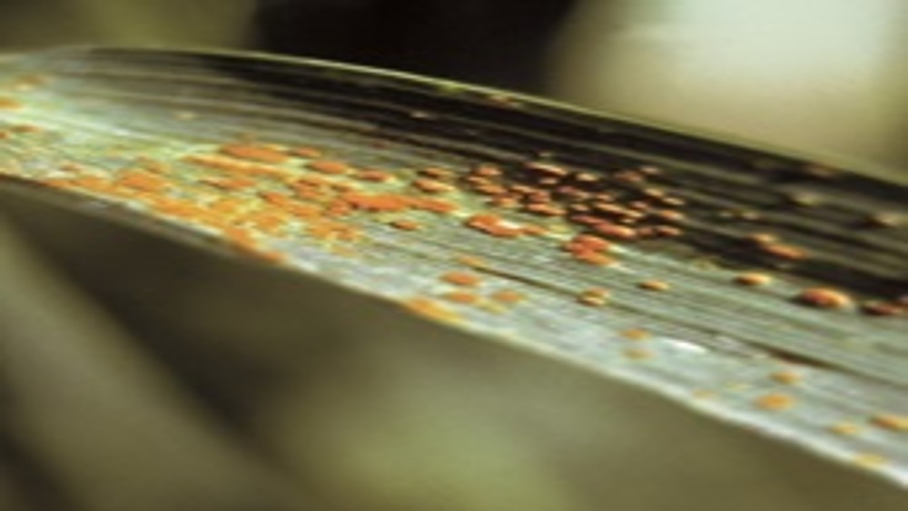 Crown Rust - BASF Agricultural Solutions UK