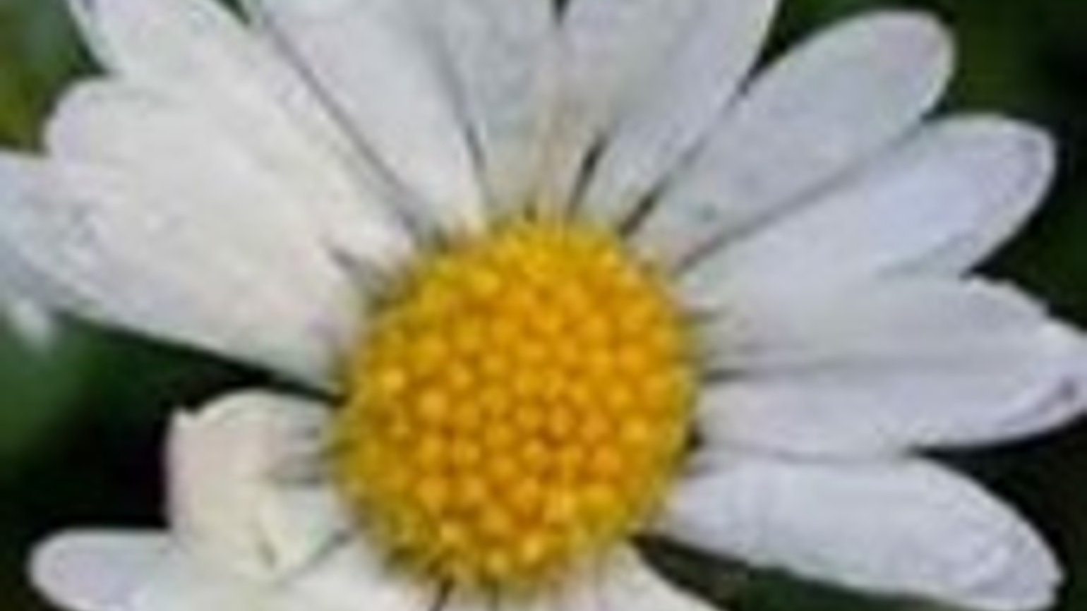 Daisy - BASF Agricultural Solutions UK