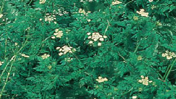 Common Fool's Parsley - BASF Agricultural Solutions UK