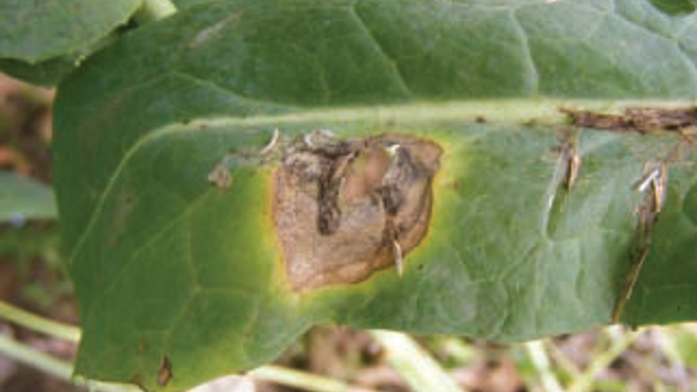 Mould, Grey - BASF Agricultural Solutions UK