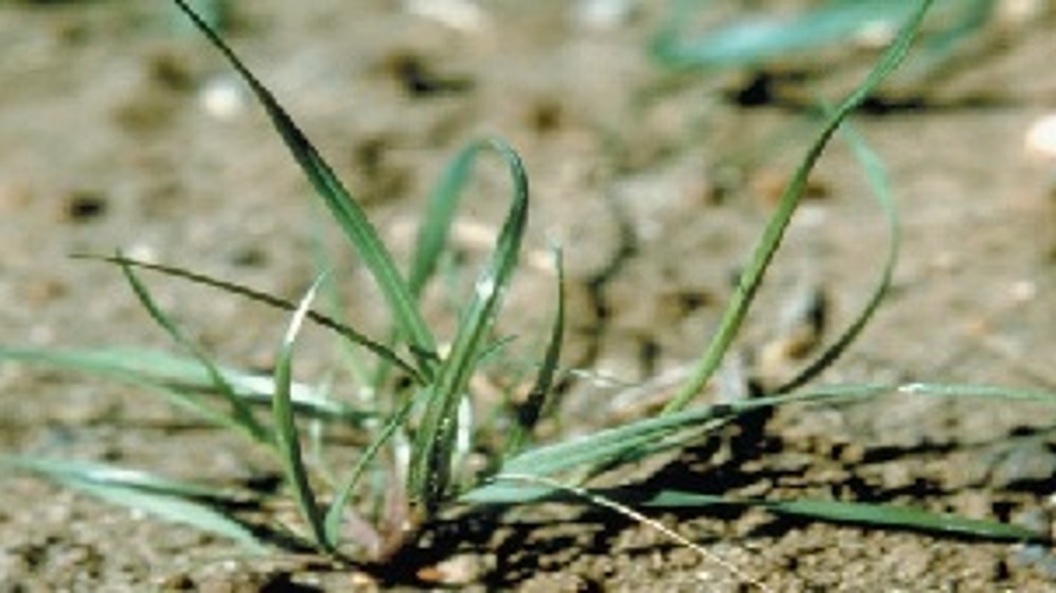 Italian rye-grass