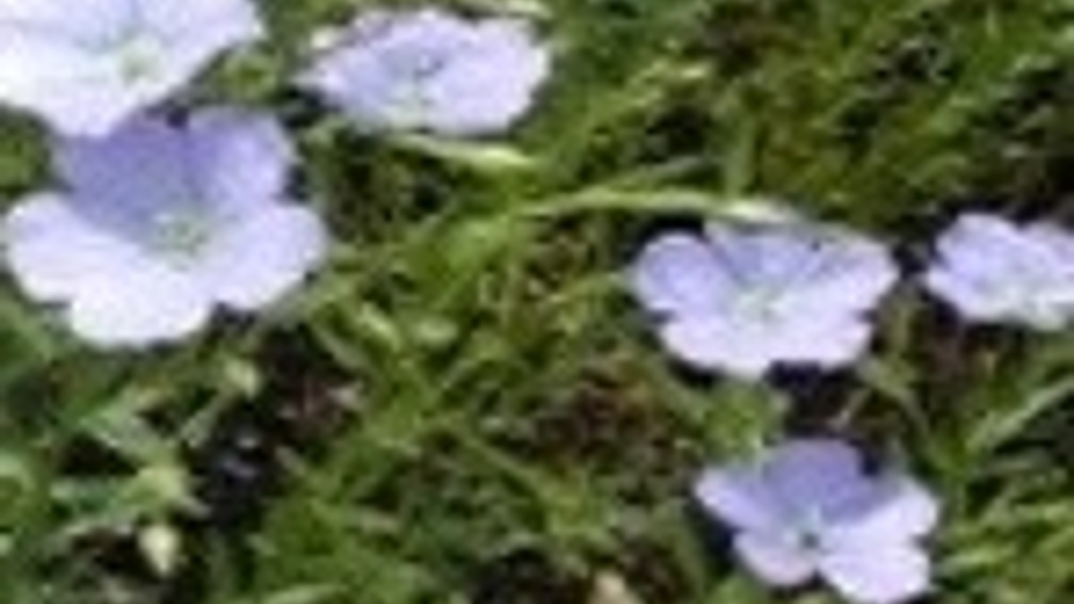 Linseed - BASF Agricultural Solutions UK